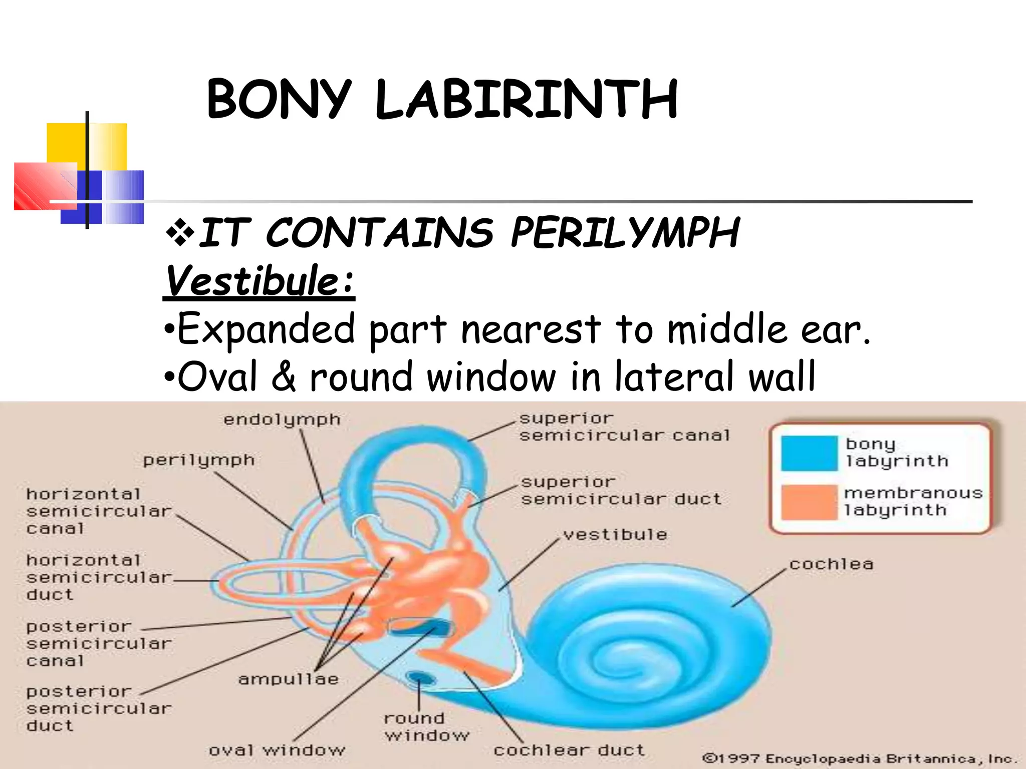 Ear Anatomy & Physiology | PPTX