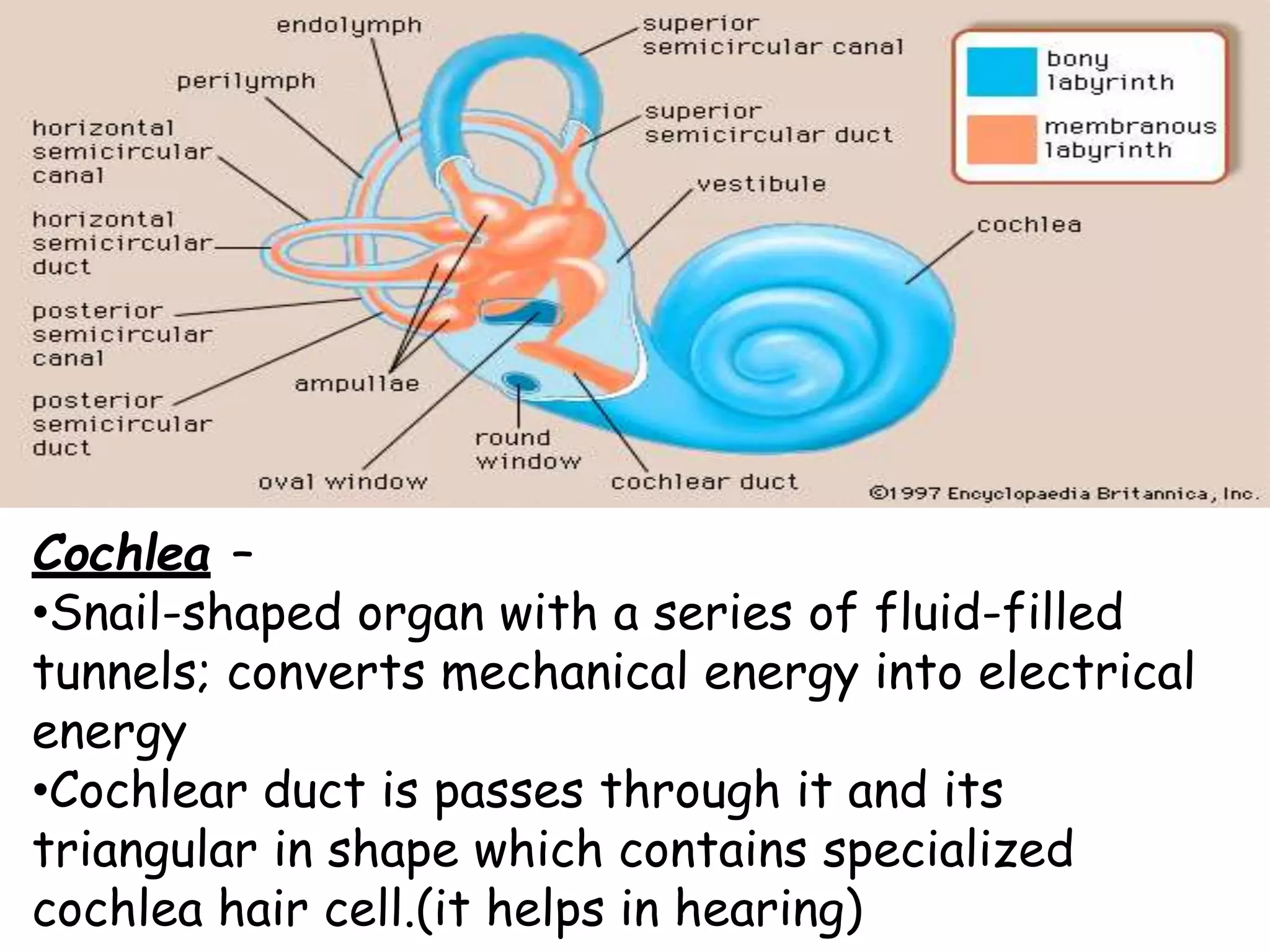 Ear Anatomy & Physiology | PPTX