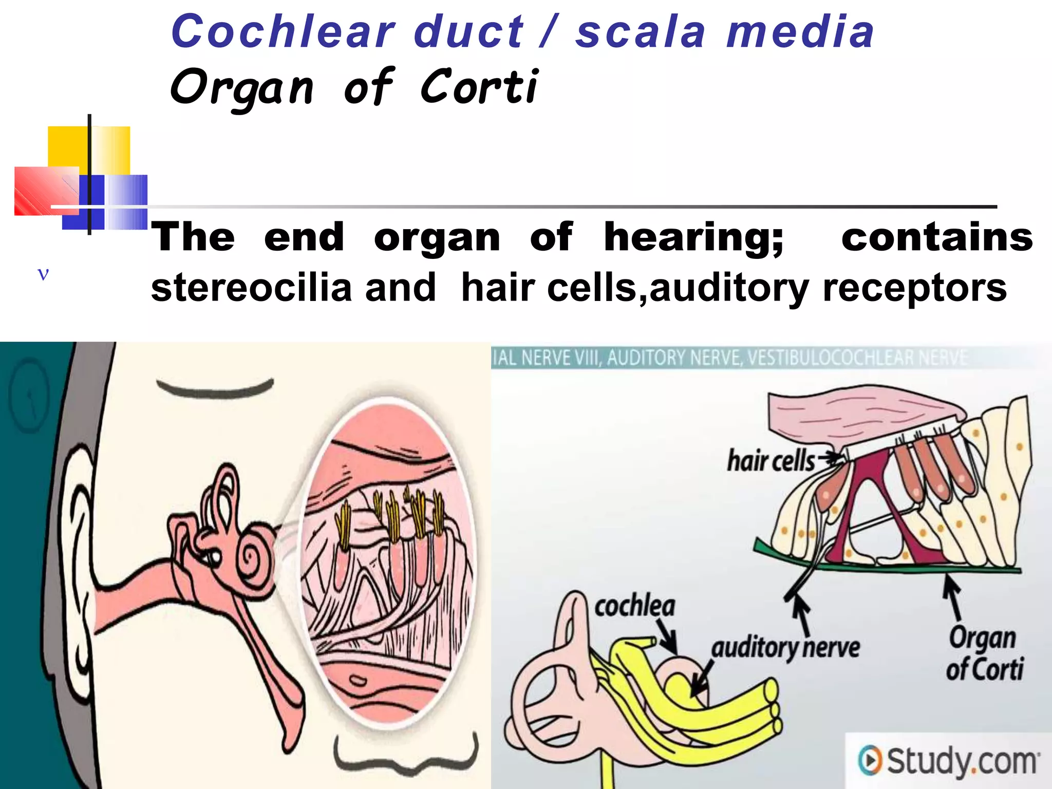 Ear Anatomy & Physiology | PPTX