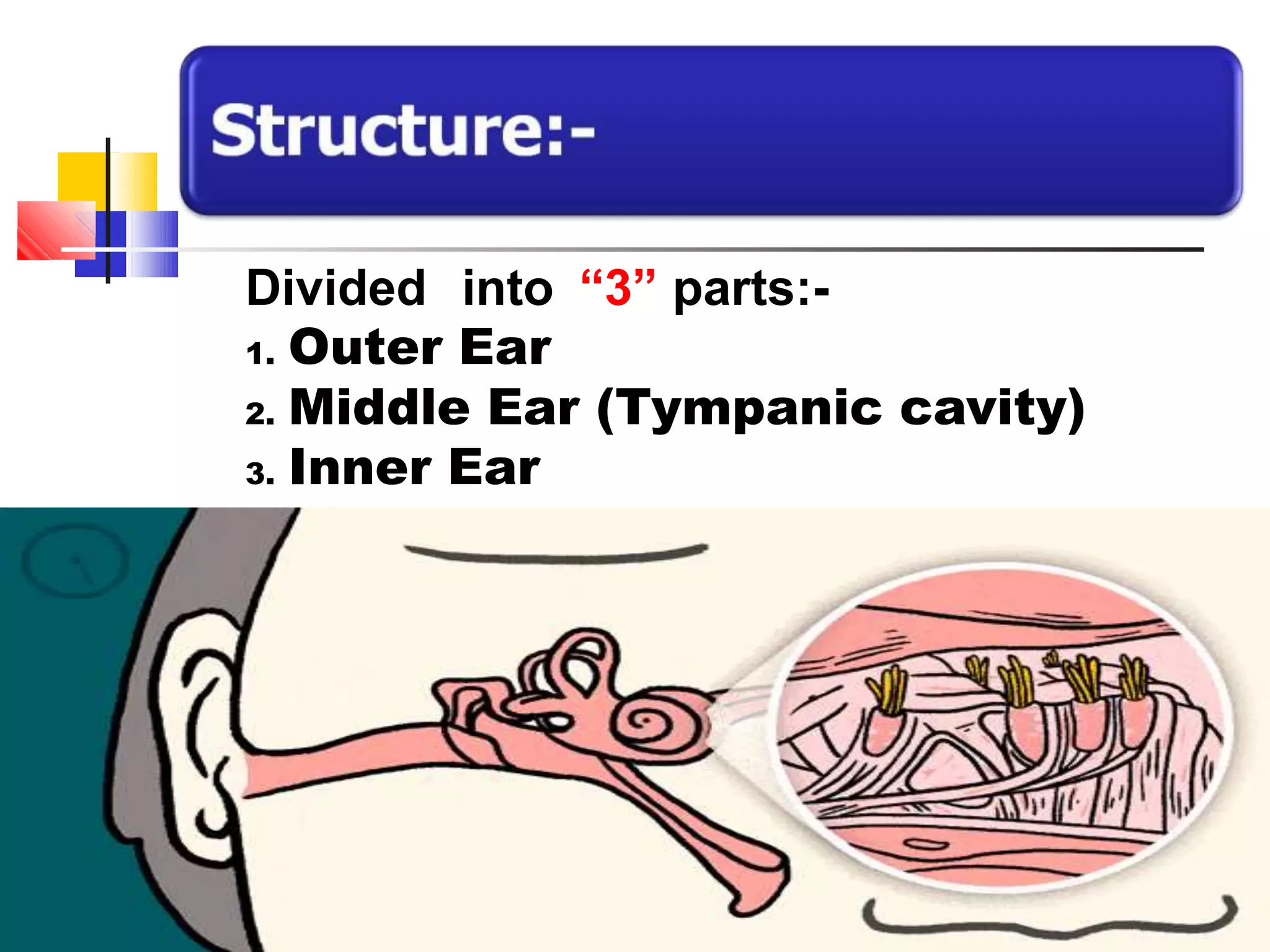Ear Anatomy & Physiology | PPTX