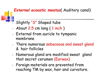 Ear Anatomy & Physiology | PPTX