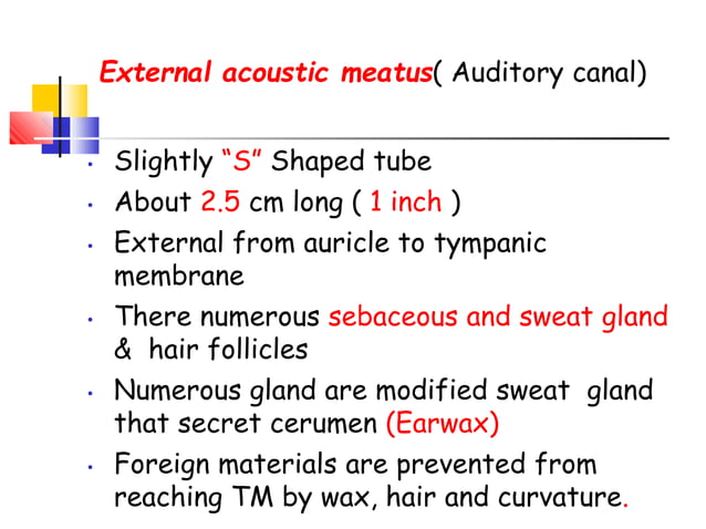 Ear Anatomy & Physiology | PPTX | Digital Audio | Computer Software and Applications
