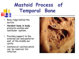 Ear Anatomy & Physiology | PPTX
