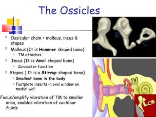 Ear Anatomy & Physiology | PPTX