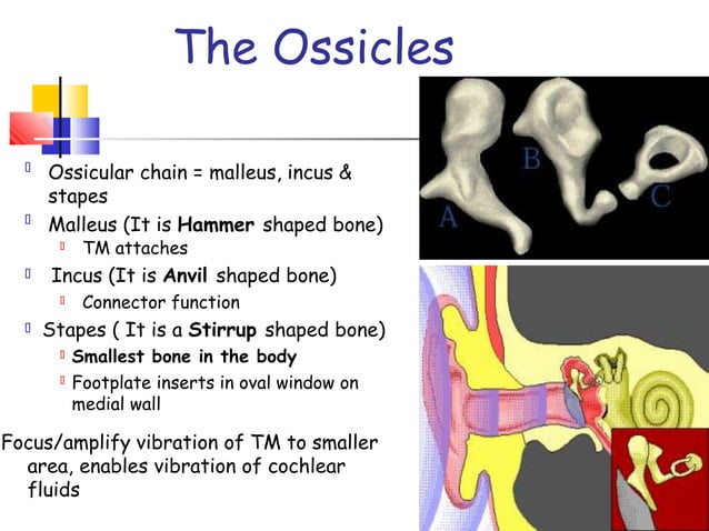 Ear Anatomy & Physiology | PPTX | Digital Audio | Computer Software and Applications