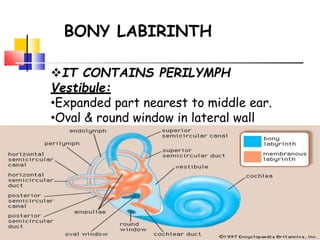 Ear Anatomy & Physiology | PPTX | Digital Audio | Computer Software and Applications