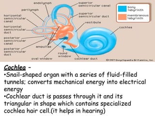 Ear Anatomy & Physiology | PPTX
