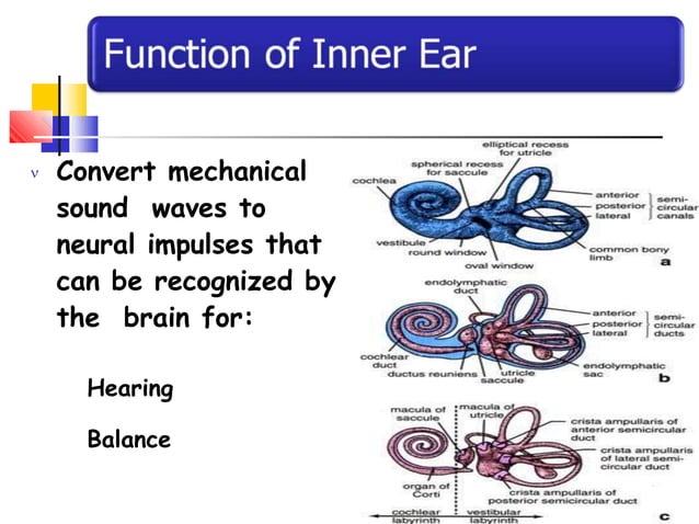 Ear Anatomy & Physiology | PPTX | Digital Audio | Computer Software and Applications