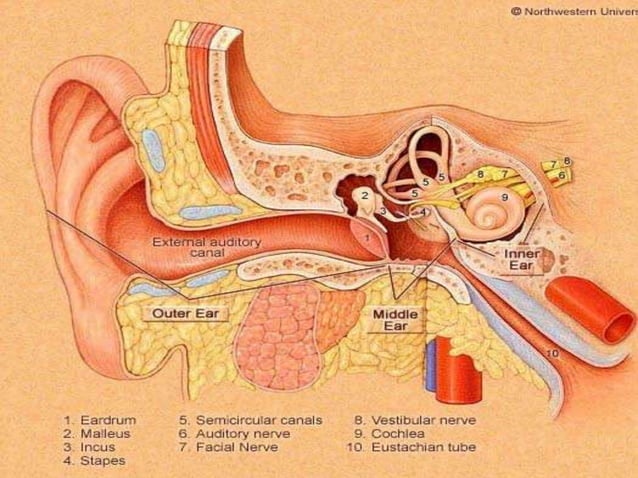 Ear Anatomy & Physiology | PPTX | Digital Audio | Computer Software and Applications