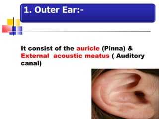 Ear Anatomy & Physiology | PPTX | Digital Audio | Computer Software and Applications