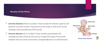 EAR ANATOMY CLASS showing divisions of ear | PPTX