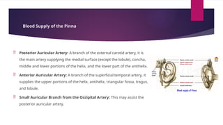 EAR ANATOMY CLASS showing divisions of ear | PPTX