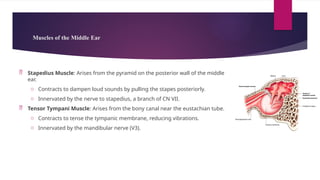 EAR ANATOMY CLASS showing divisions of ear | PPTX