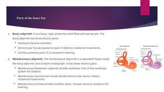 EAR ANATOMY CLASS showing divisions of ear | PPTX