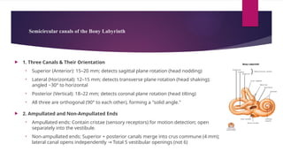 EAR ANATOMY CLASS showing divisions of ear | PPTX