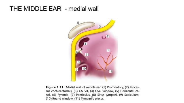 EAR_ANAT_PP[1].pptx