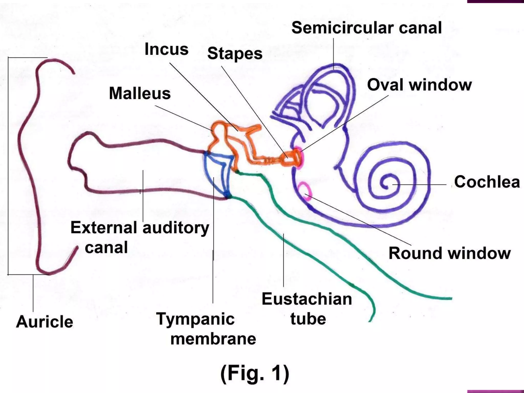 EAR AND BALANCE.pptx