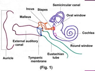 EAR AND BALANCE.pptx