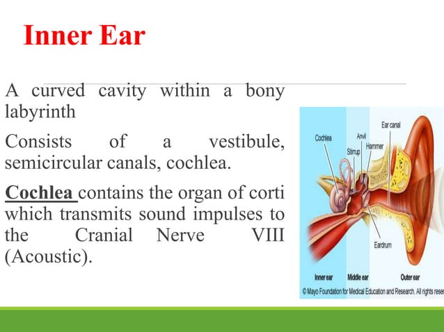 Ear assessment.pptx | Ear, Nose and Throat Conditions | Diseases and Conditions