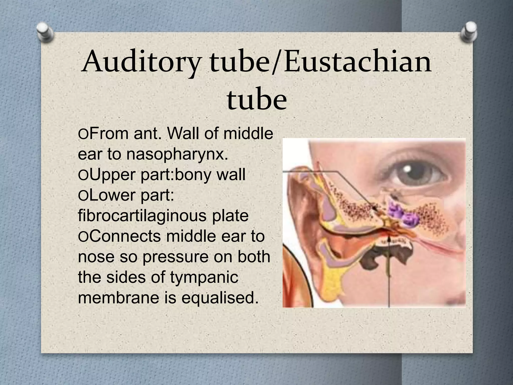 Ear & Auditory pathway | PPTX