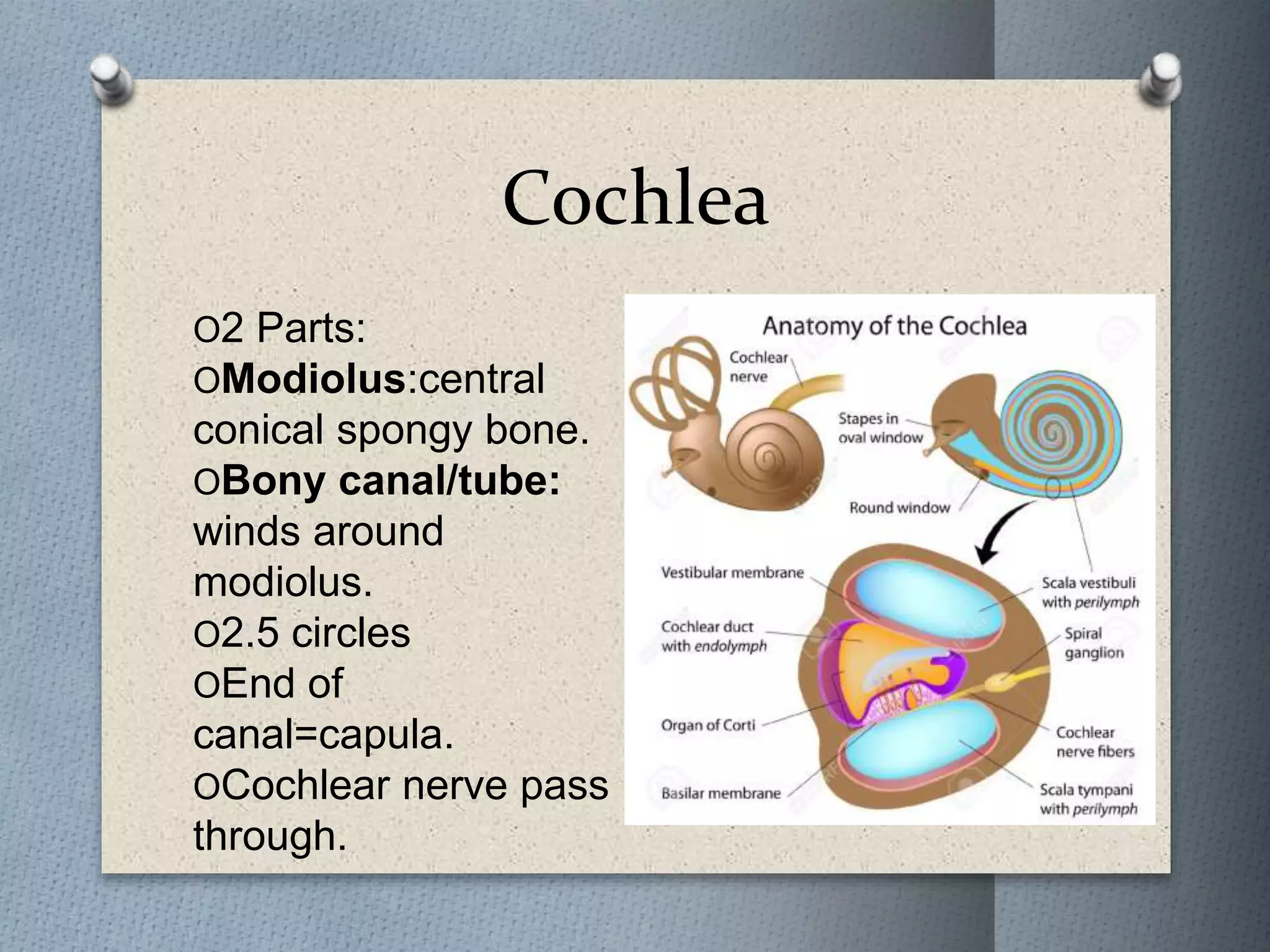 Ear & Auditory pathway | PPTX
