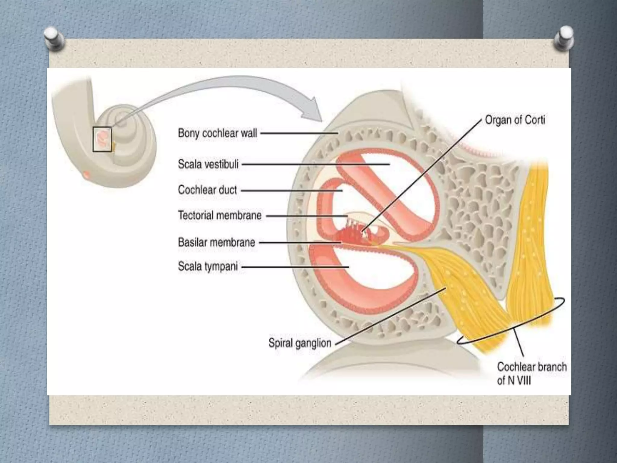 Ear & Auditory pathway | PPTX