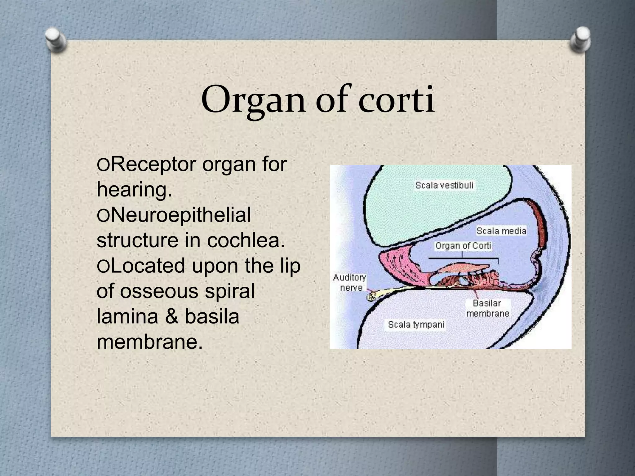 Ear & Auditory pathway | PPTX
