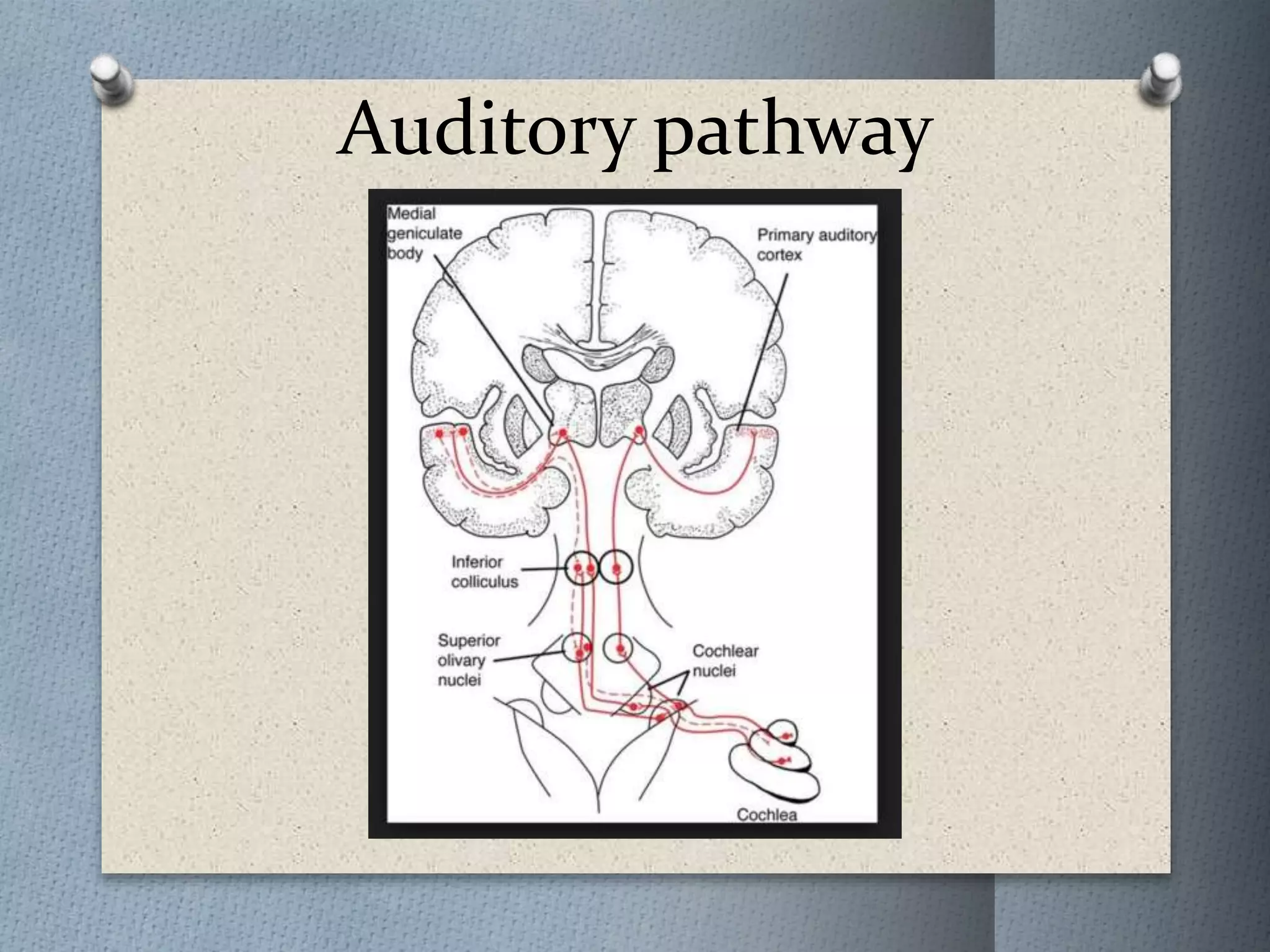 Ear & Auditory pathway | PPTX