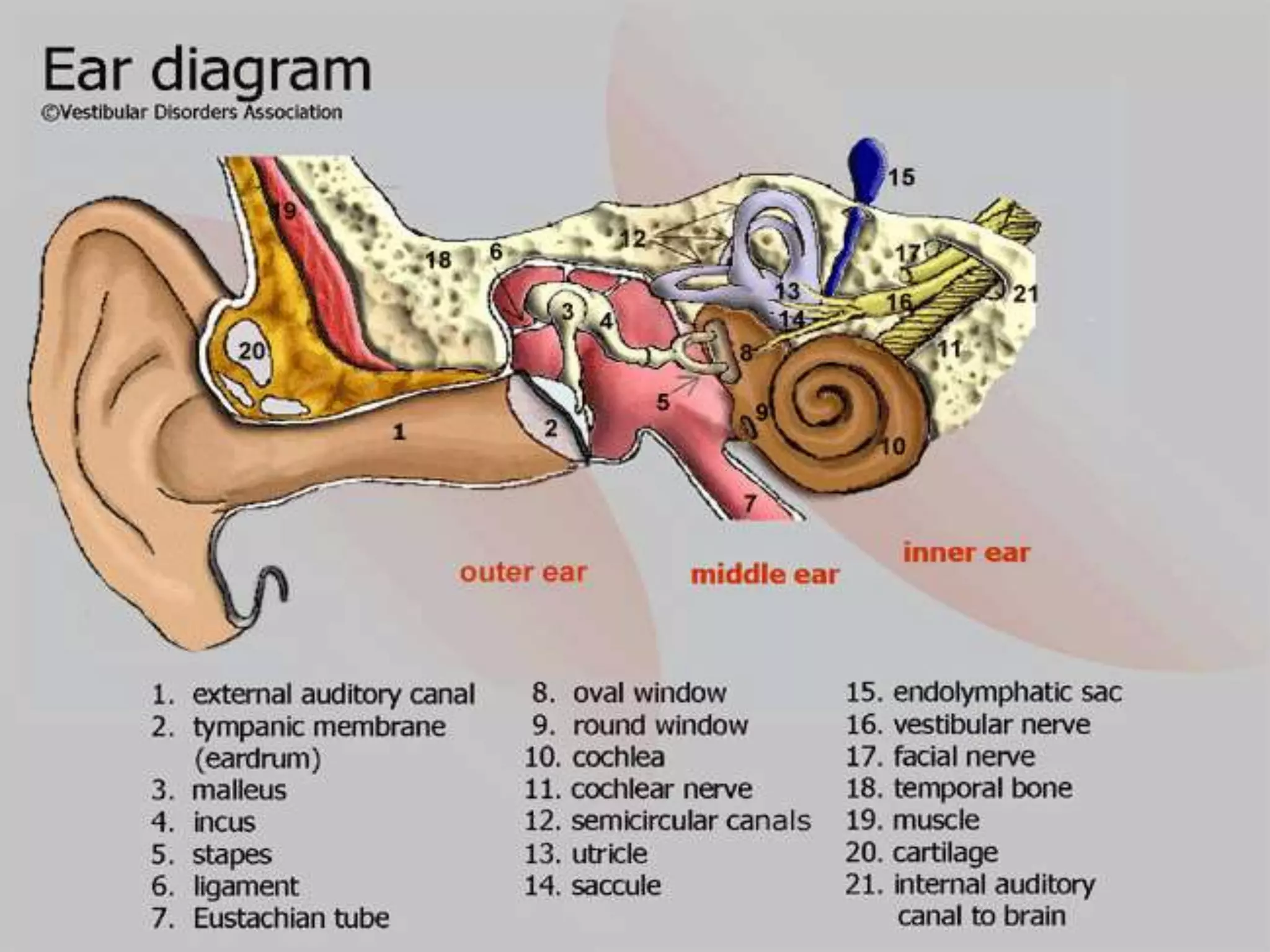 Ear & Auditory pathway | PPT