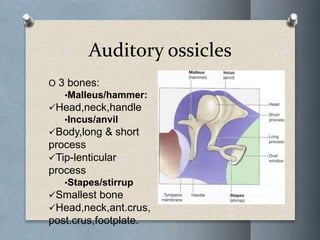 Ear & Auditory pathway | PPTX