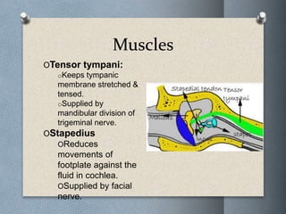 Ear & Auditory pathway | PPTX