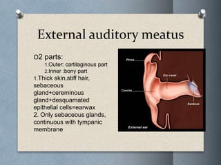 Ear & Auditory pathway | PPTX