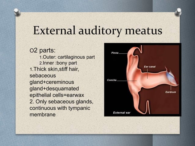 Ear & Auditory pathway | PPTX