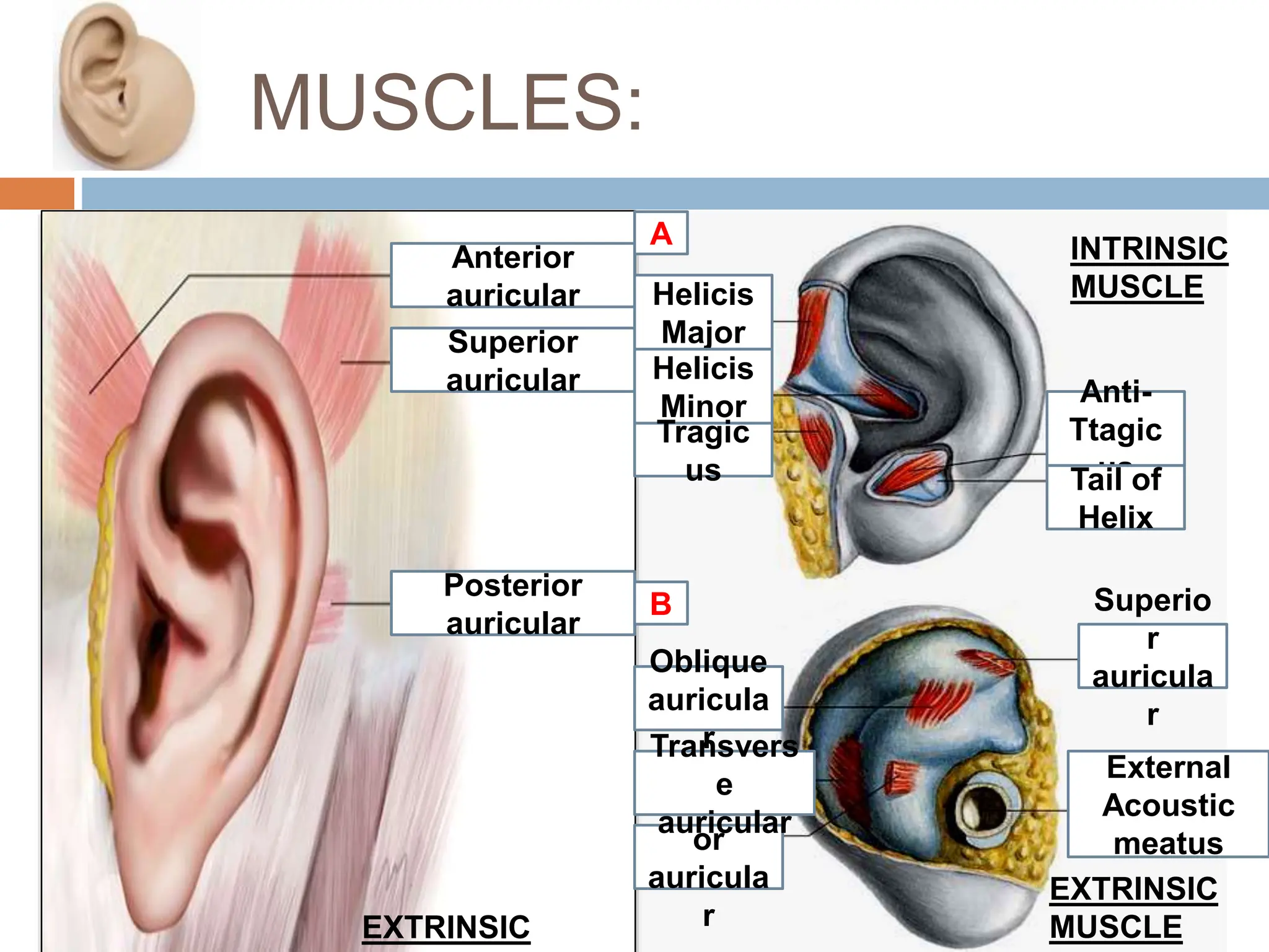 Ear and its clinical correlations By Dr. Rabia Inam Gandapore.pptx ...