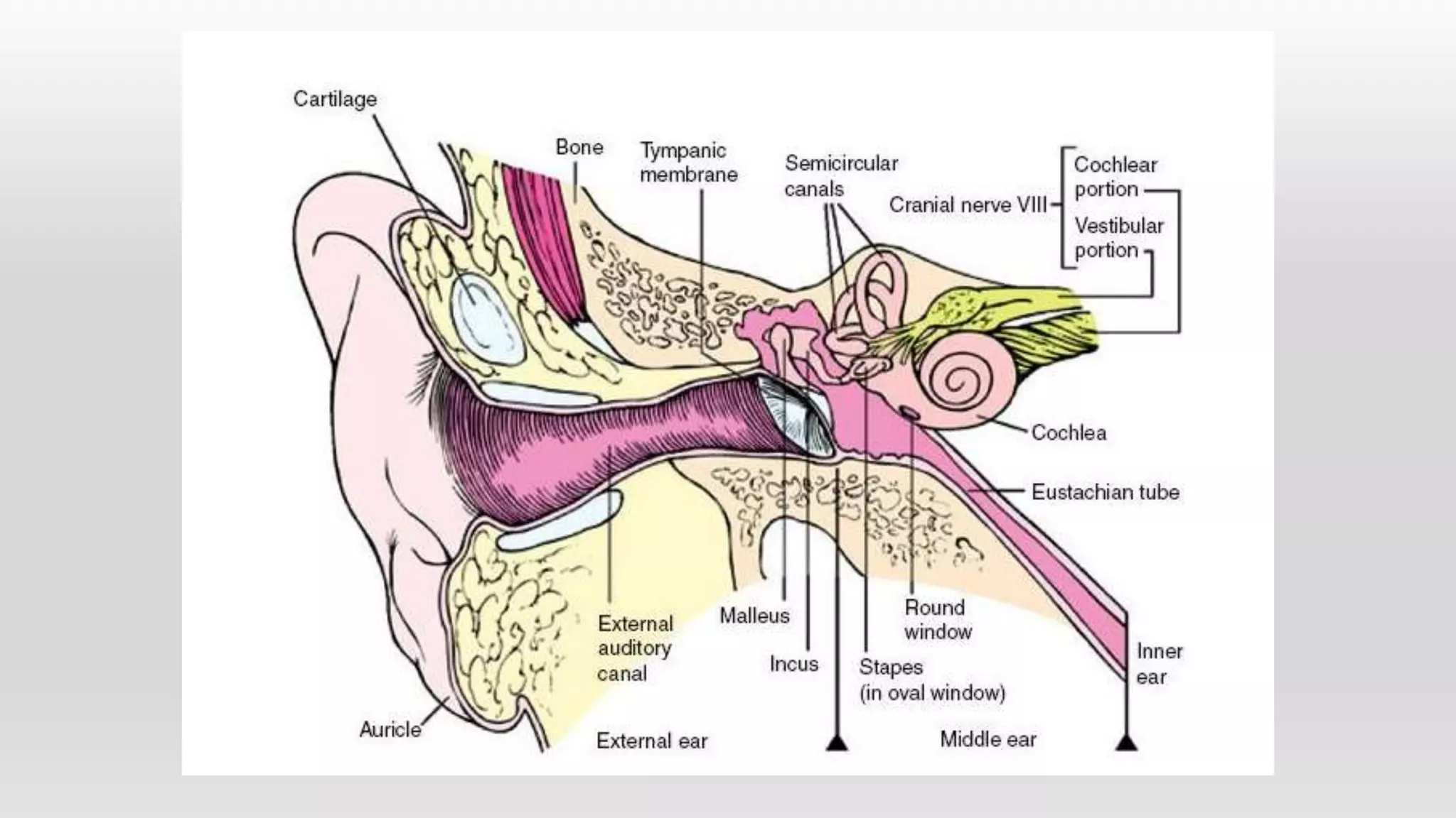 Ear carcinoma | PPTX