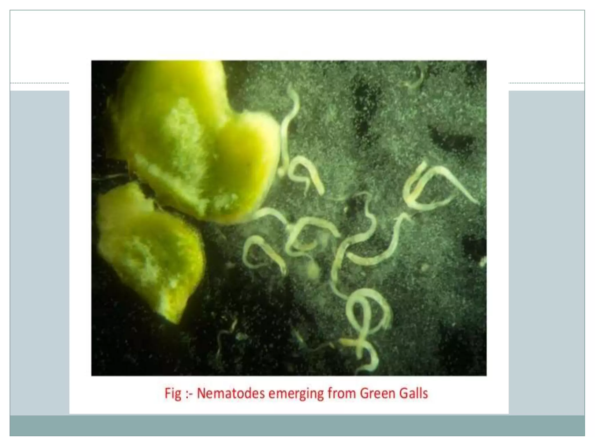 Ear cockle of wheat | PPTX