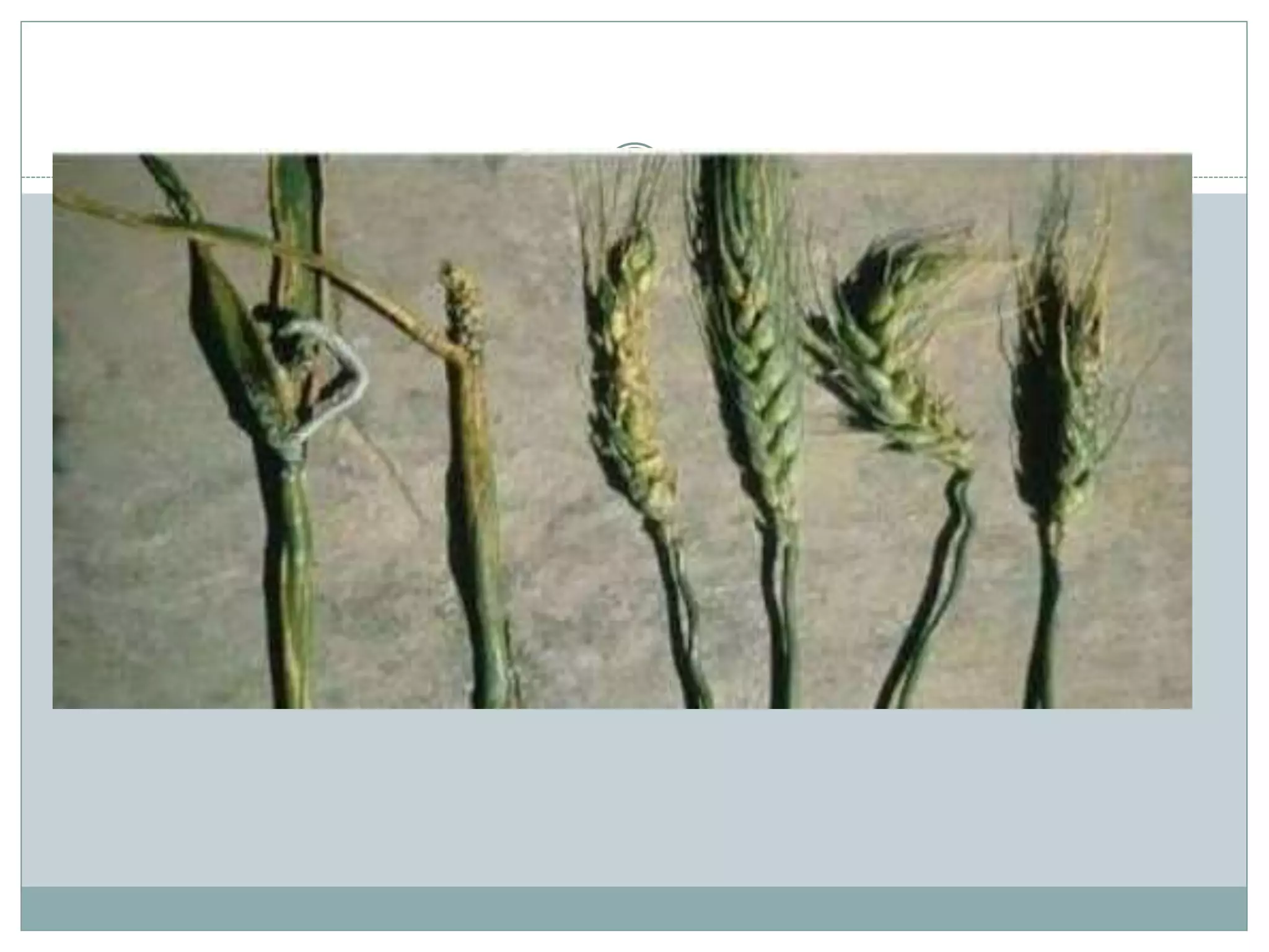 Ear cockle of wheat | PPTX