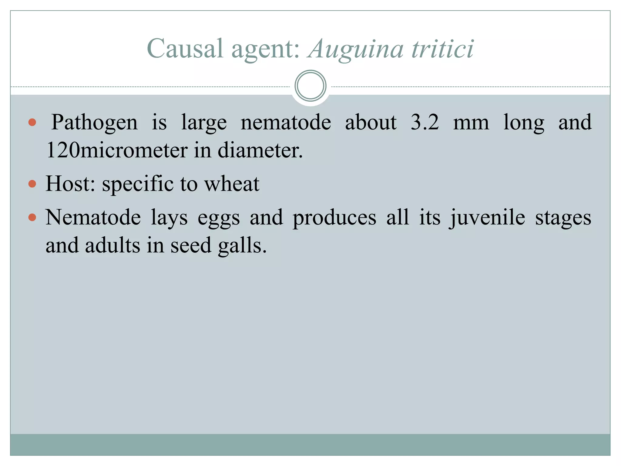 Ear cockle of wheat | PPTX