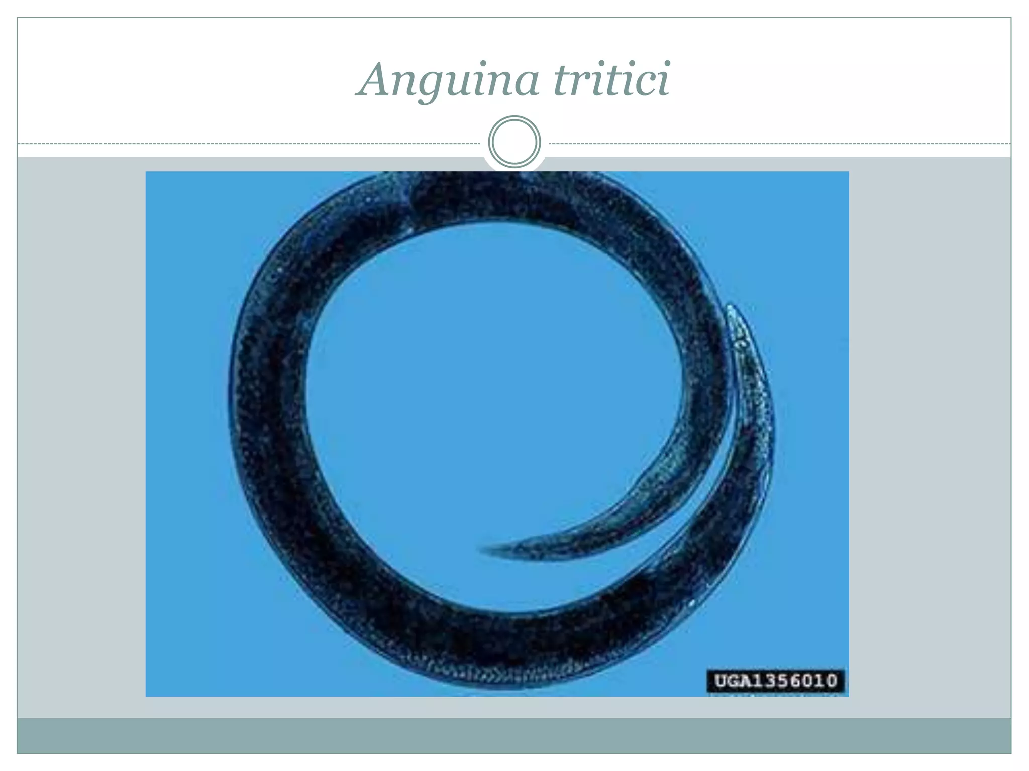 Ear cockle of wheat | PPTX