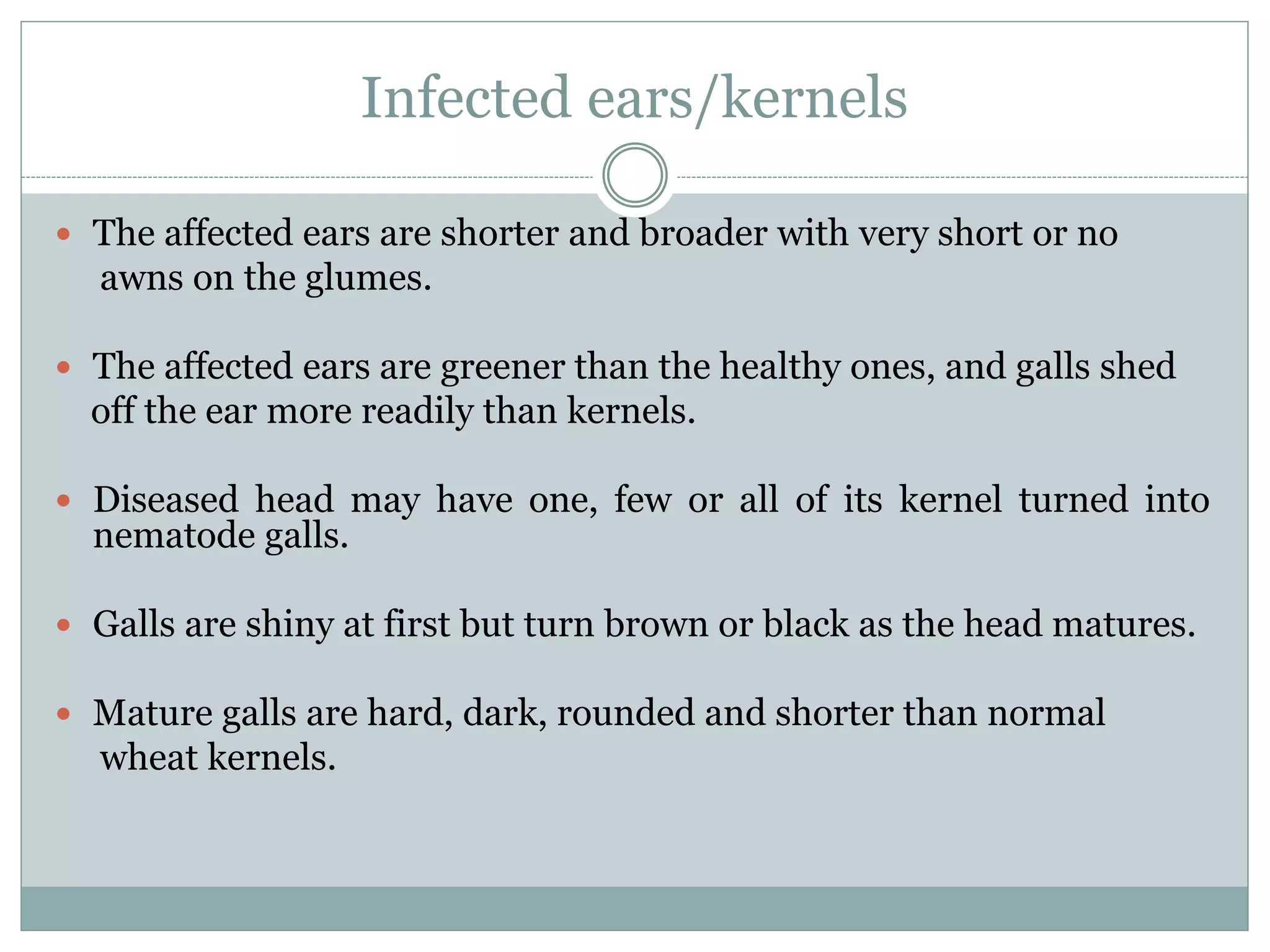 Ear cockle of wheat | PPTX