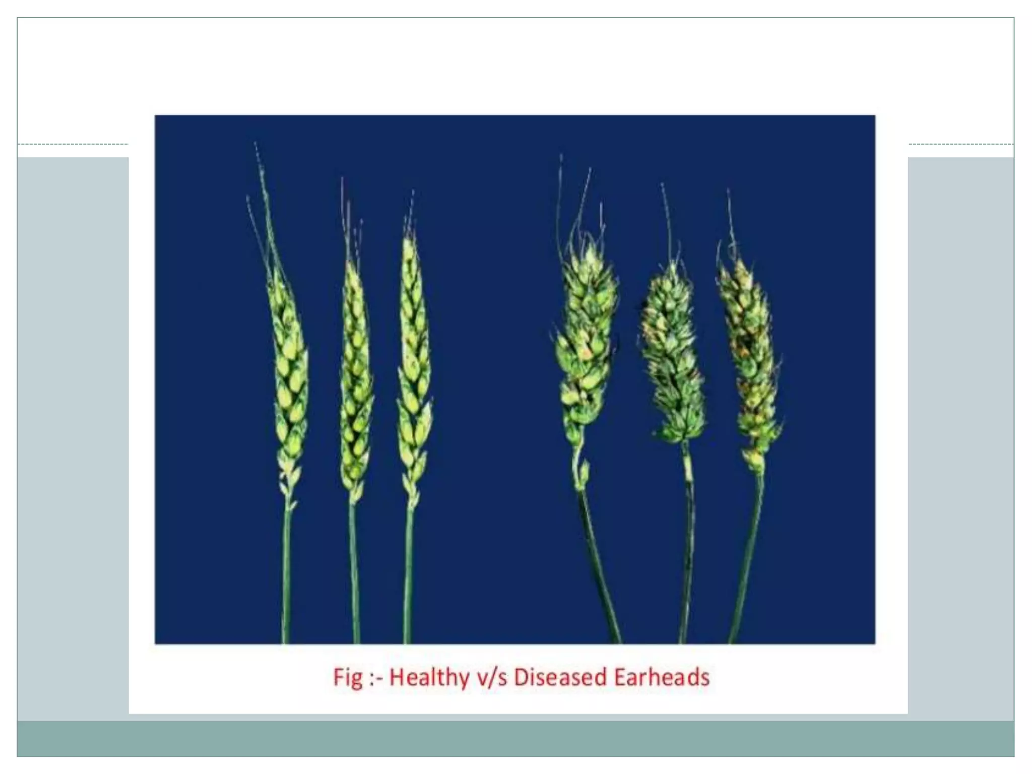 Ear cockle of wheat | PPTX
