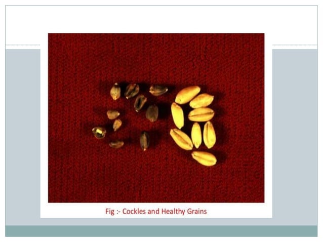 Ear cockle of wheat | PPTX