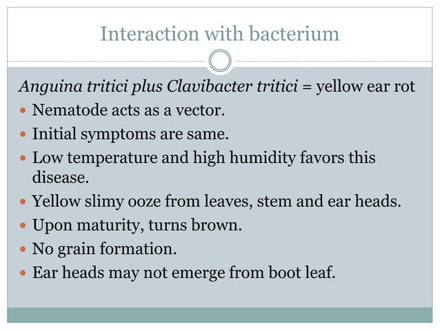 Ear cockle of wheat | PPTX