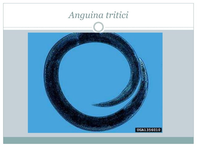 Ear cockle of wheat | PPTX