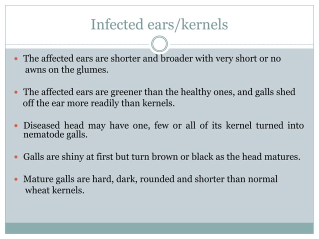 Ear cockle of wheat | PPTX