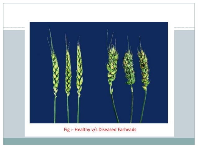 Ear cockle of wheat | PPTX