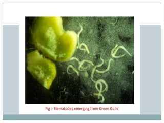 Ear cockle of wheat | PPT