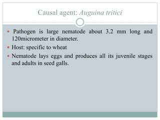Ear cockle of wheat | PPT
