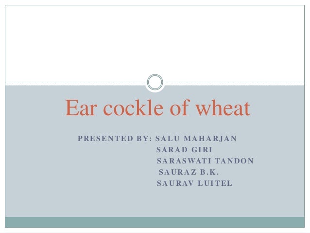 Ear cockle of wheat