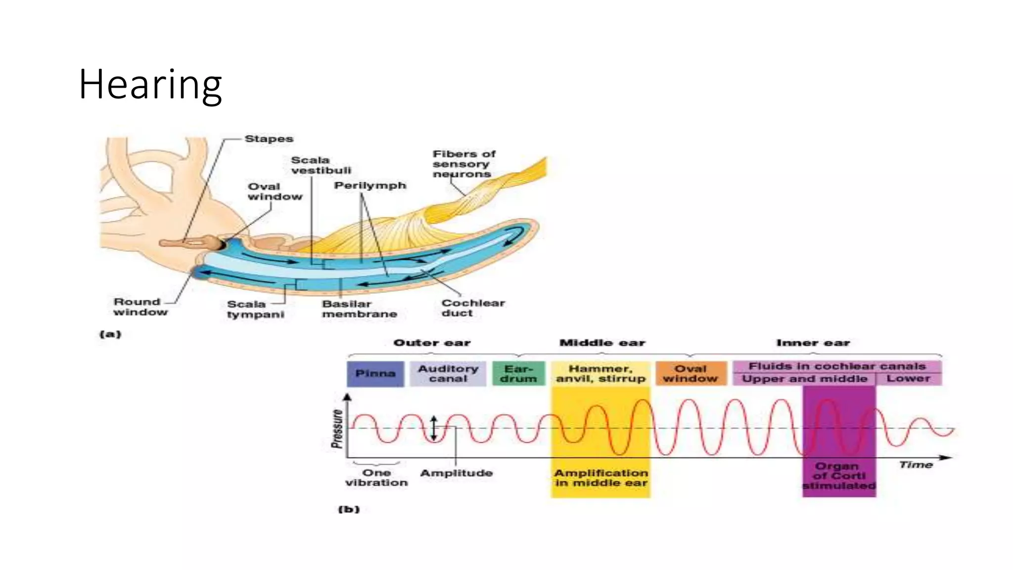 Ear demonstration | PPTX